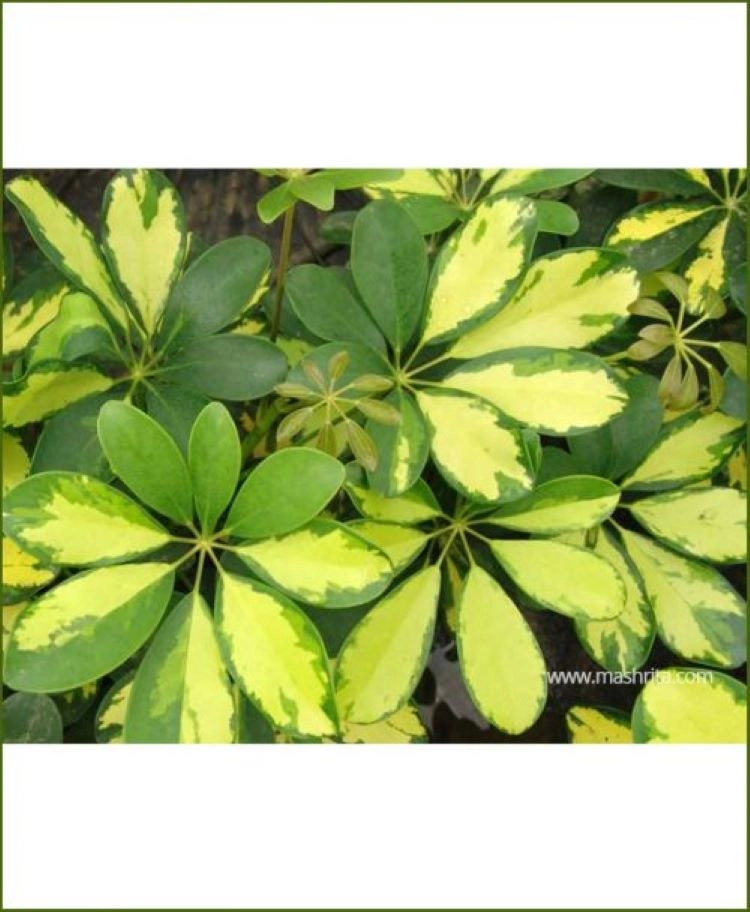 Mashrita Schefflera Gold Capella Plant